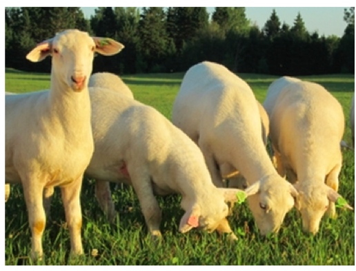 Thirteen Sheep Breeds Popular in the United States | Big Picture ...