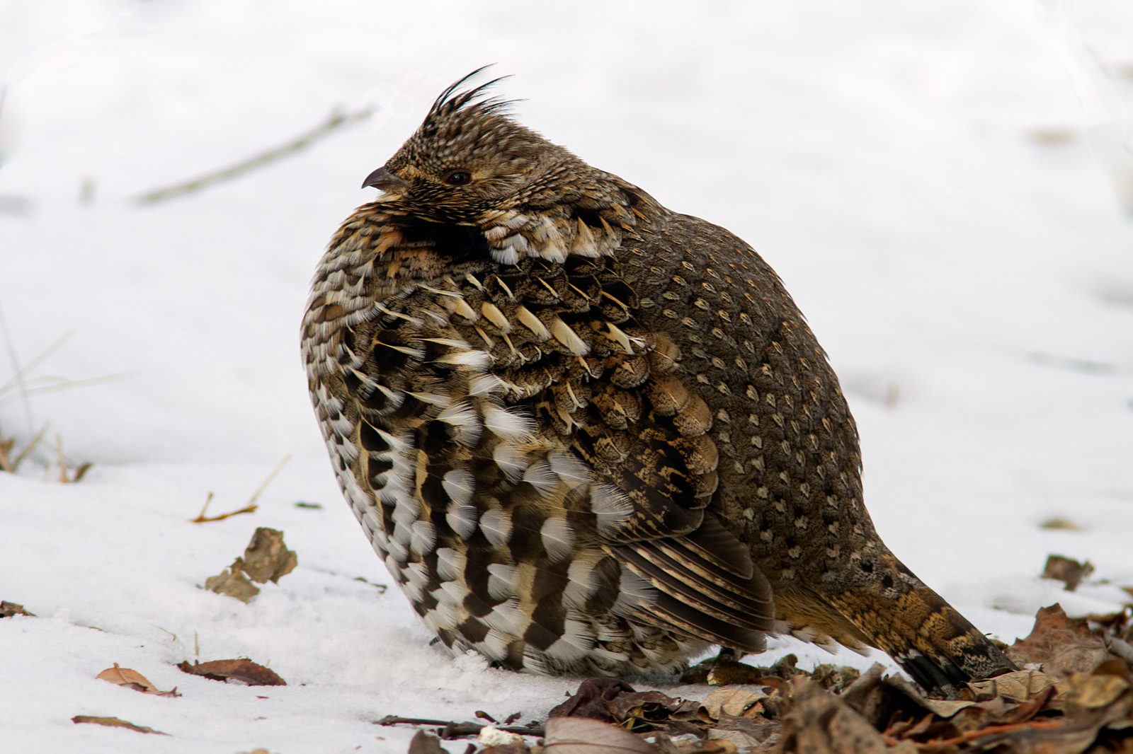 Fur and Feathers 5000: January Big Day