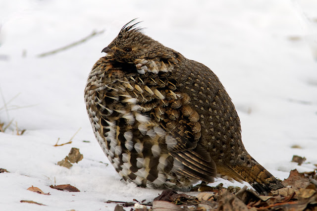 Fur and Feathers 5000: January Big Day