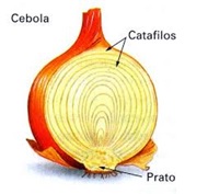 a tricolina biologa: organografia