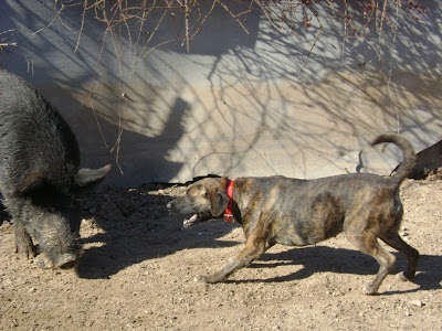 The Catahoula Cow Dog: Catahoula Cur, The Louisiana Cattle Dog