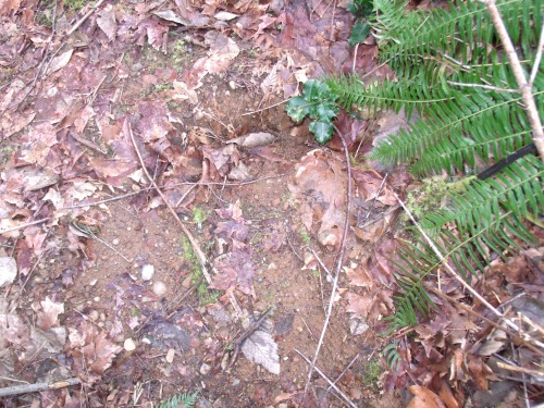 Strange Intruders and Leprechan Press