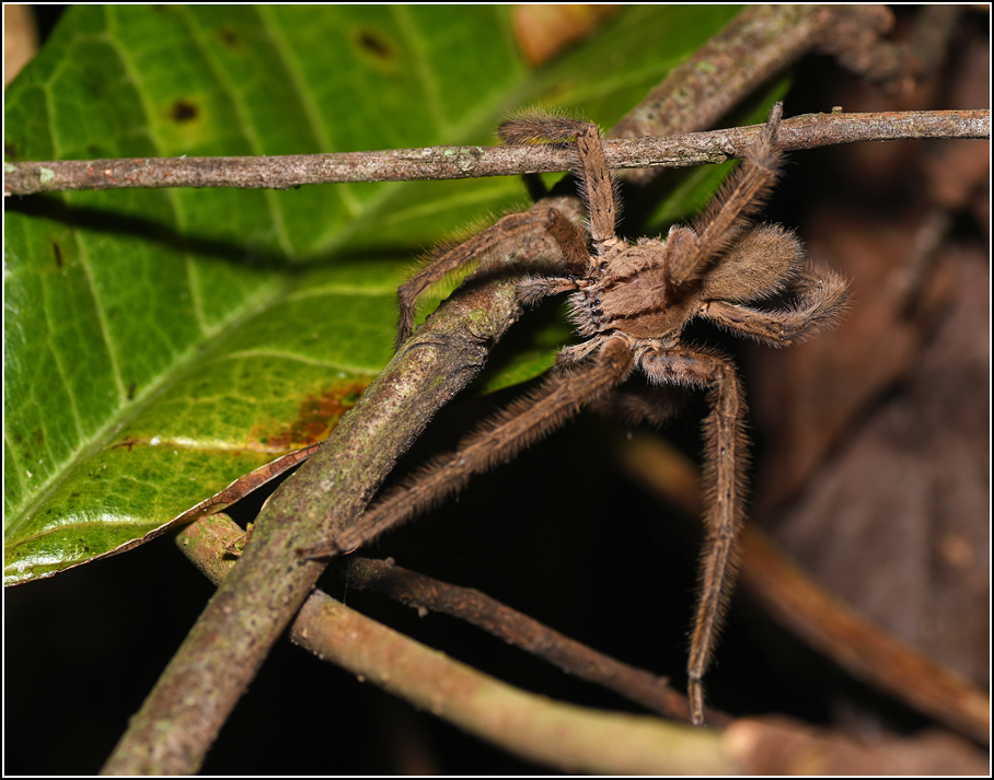 Explorations of an Ecologist: Guatemala 2019, Part 9: Los Tarrales ...