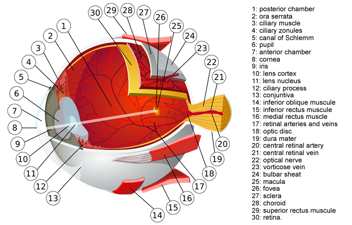 How to perform a Clinical Eye Exam - IVLine