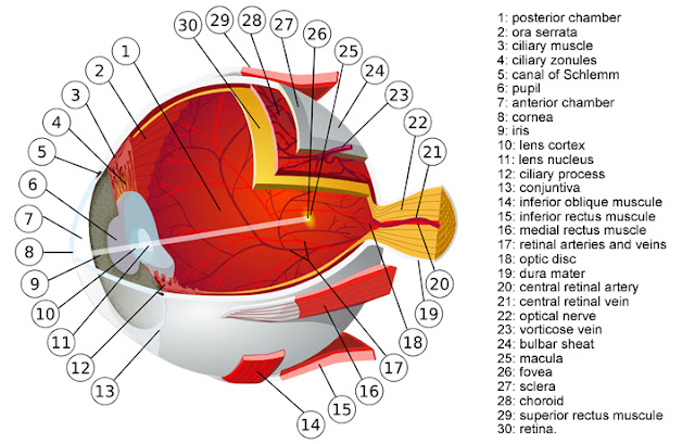 How to perform a Clinical Eye Exam - IVLine