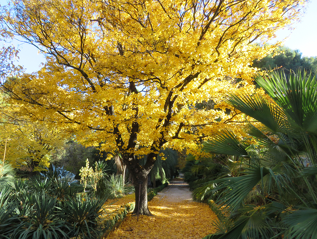 Á R B O L E S (T R E E S) y P A L M E R A S (P A L M S): Acer campestre ...