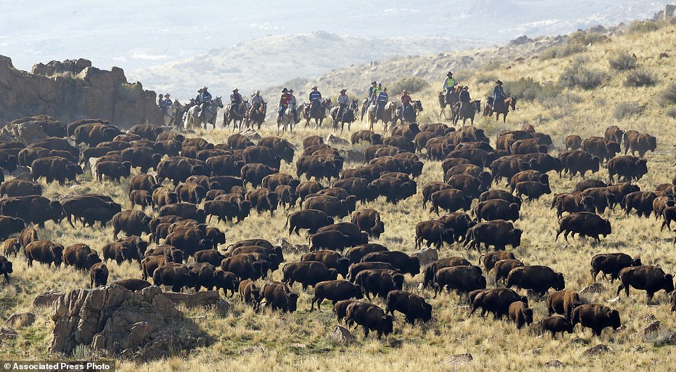 White Wolf : 1,300 genetically pure bison pound through park at annual ...