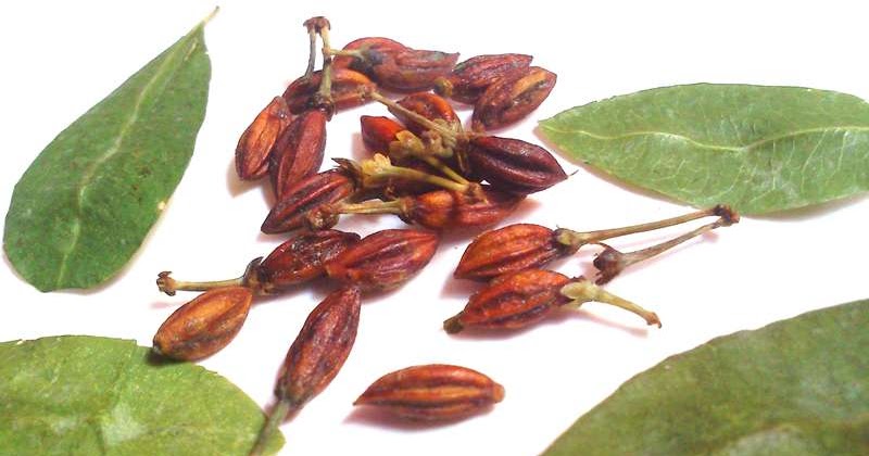 COCA SEEDS : Coca seeds to worldwide