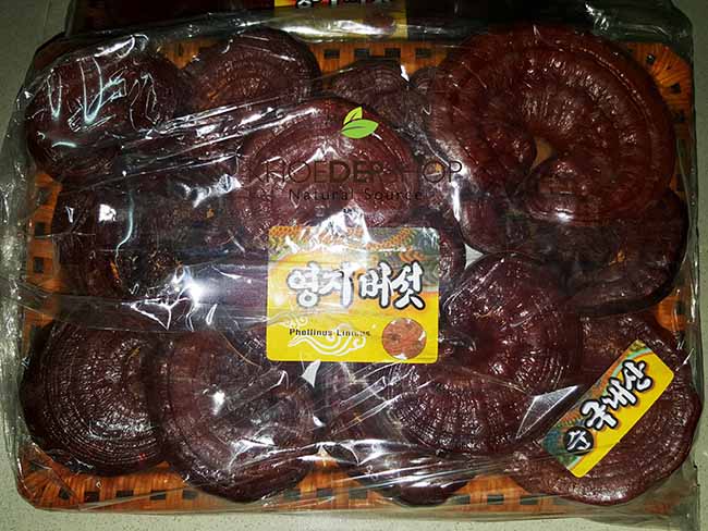 Phellinus linteus mantarı faydaları yan etkiler kullanım şekli ...