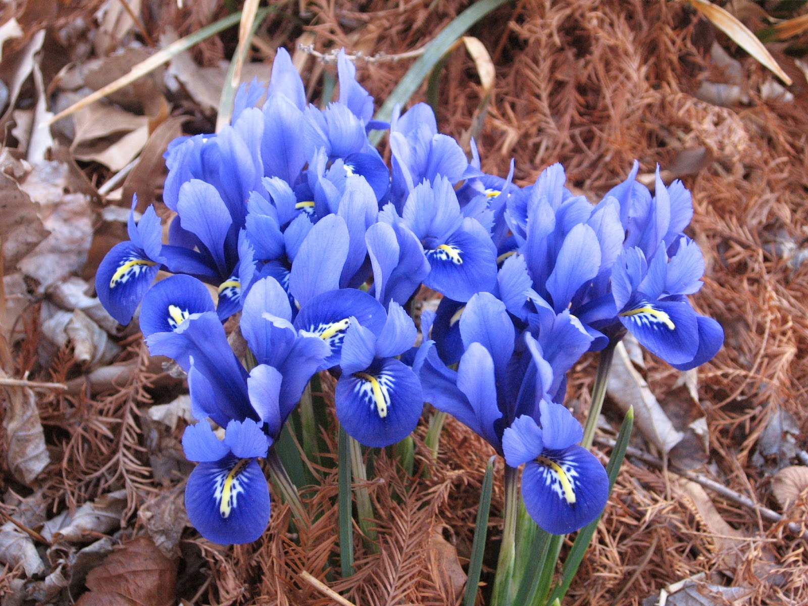 Kansas Gardener: Dwarf Iris
