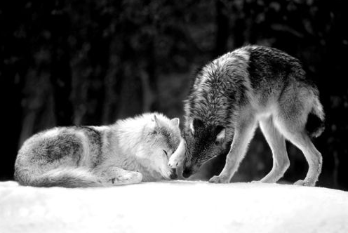 STOP WOLF HUNTS: WOLF PETITIONS