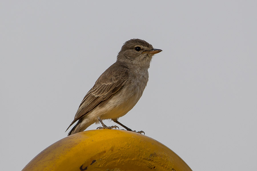 Birds of Saudi Arabia: Tanumah Park