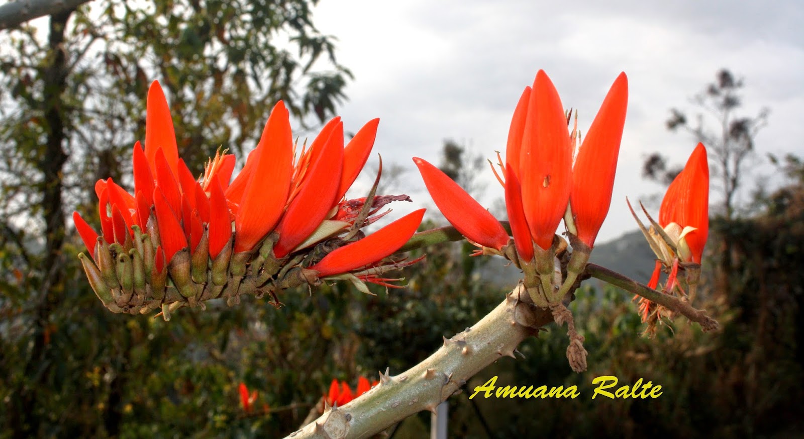 Calm-Sojourner: English - Mizo: Days, Weeks, Months & Year