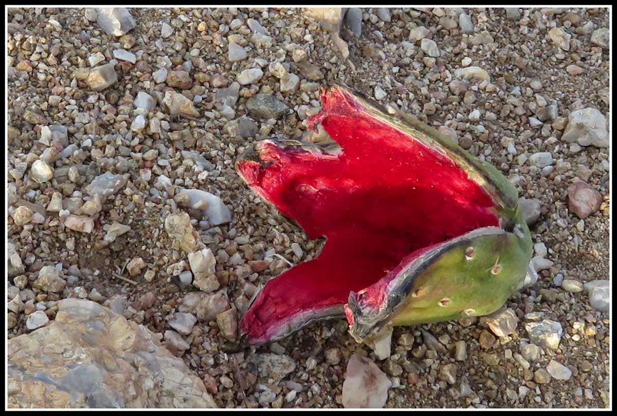 Enjoy The Journey: Saguaro Fruit