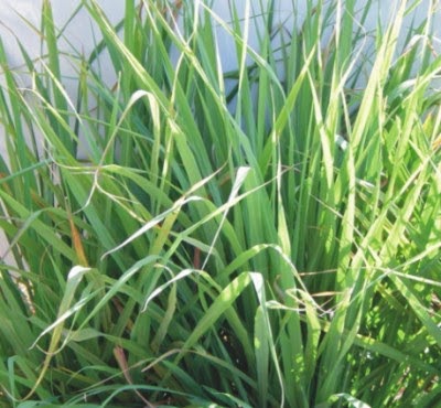 O Poder Medicinal do Capim Santo (Ou Capim Limão) - Aliados da Saúde