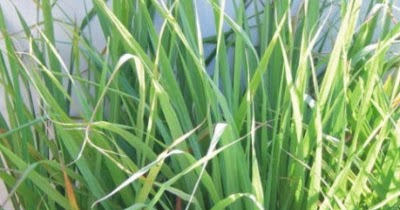 O Poder Medicinal do Capim Santo (Ou Capim Limão) - Aliados da Saúde