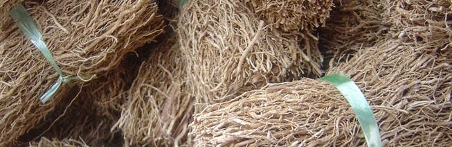 Radiant Health with Essential Oils!: 31 Oils in 31 Days Series - Day 25 ...