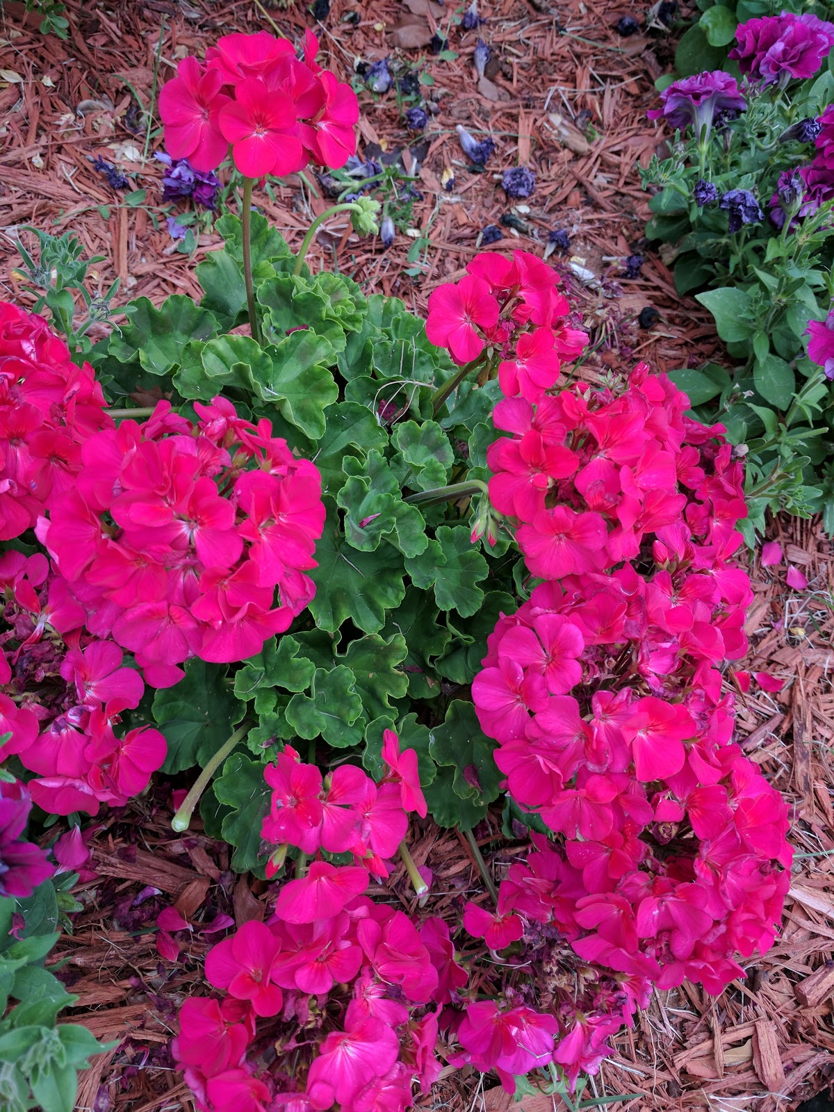 Essential Oils and Your Plants