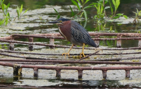Bourbon, Bastards, and Birds.: I Am Yardbirder