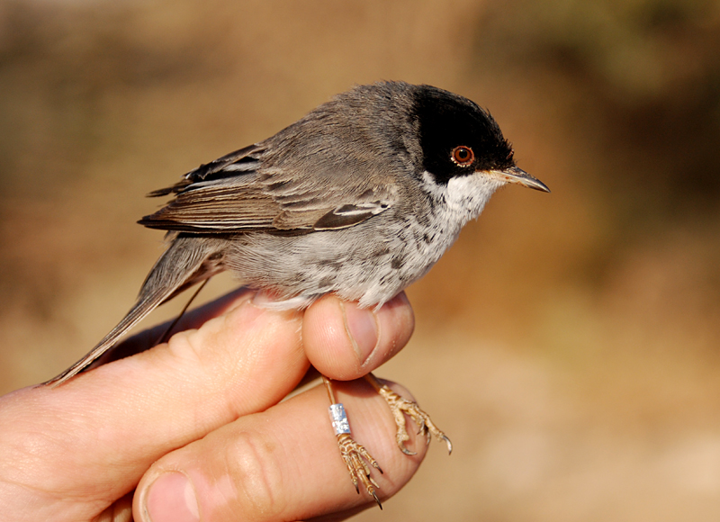 Birding with Faab.: Boobies on the North Beach