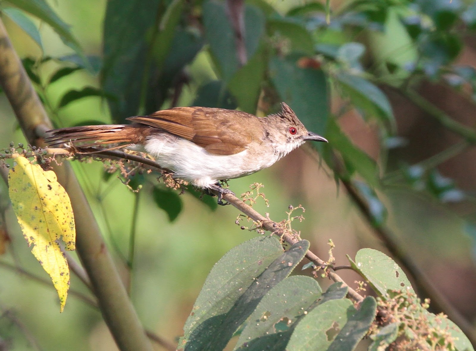 Mike is the name Birding is the game ( Birding in Malaysia - Malaysian ...