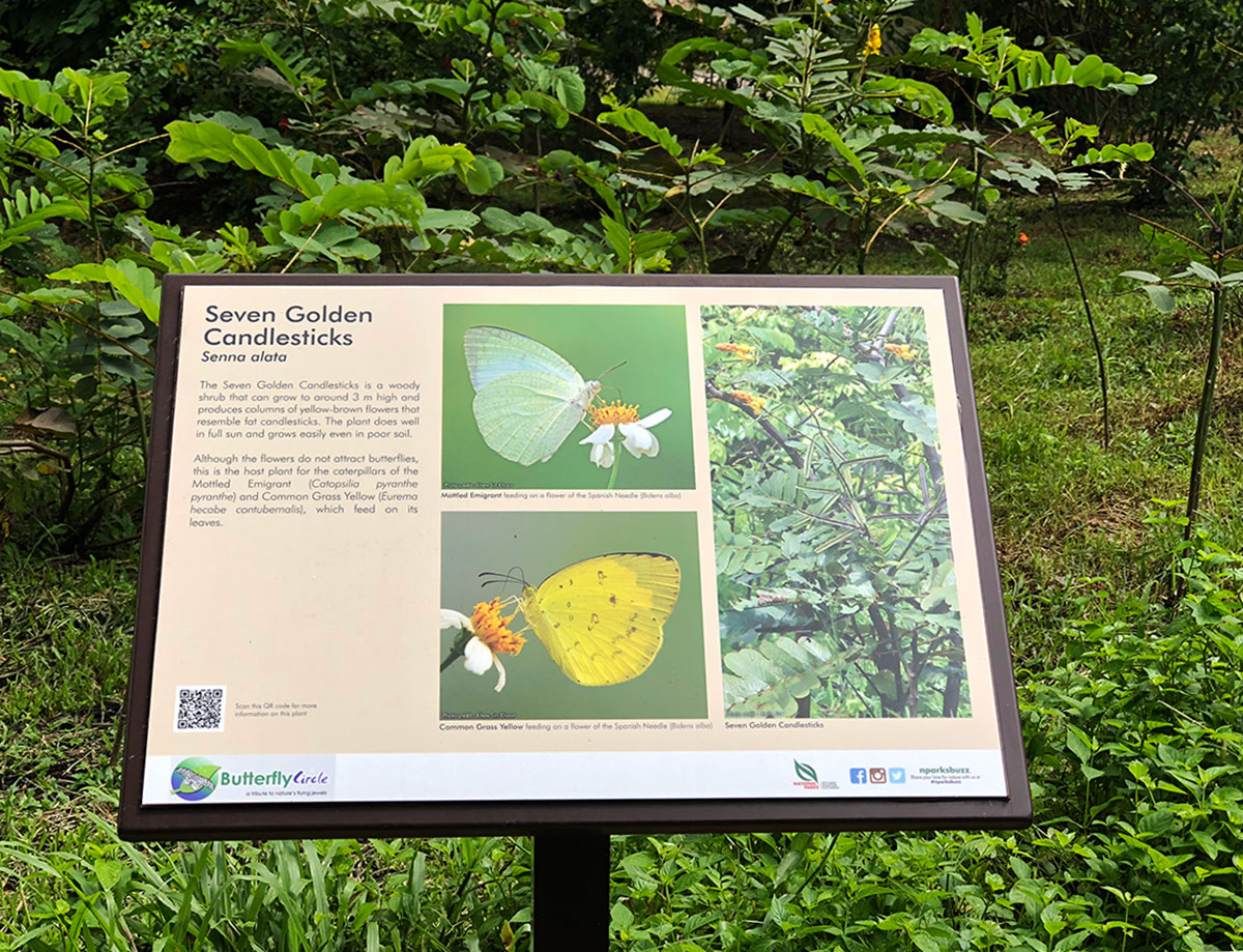 Butterflies of Singapore: Interpretative Signage in Butterfly Gardens
