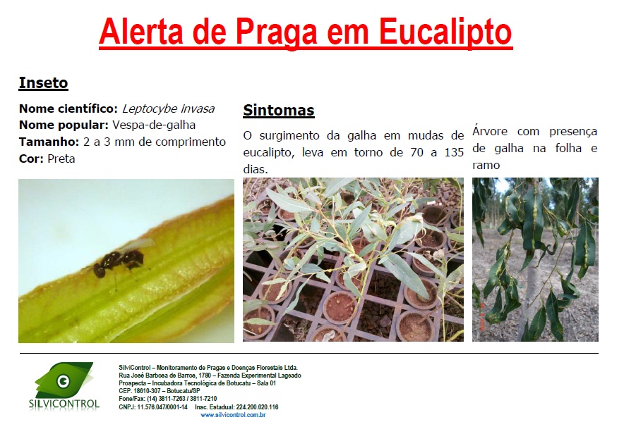 Pragas Florestais: Alerta - Vespa-de-galha em eucalipto
