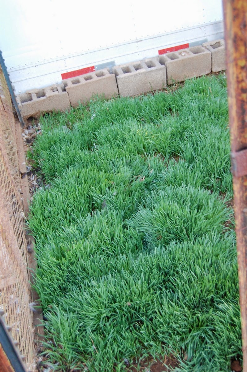 Texas Rebel Girl: Grow Your Own Wheatgrass Patch