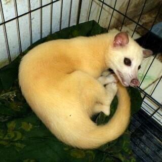 Jual Musang Lucy | Hewan Indonesia dan Jual Beli