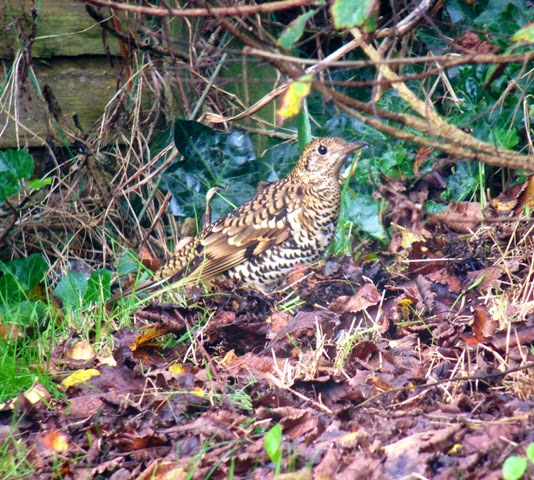 Robs Birding Blog: My Birding Review of 2013