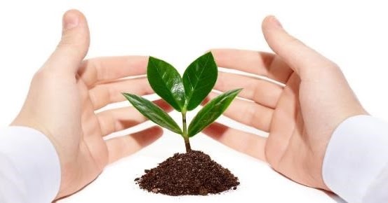 Importancia de las Plantas para el Medio Ambiente y el Ser Humano