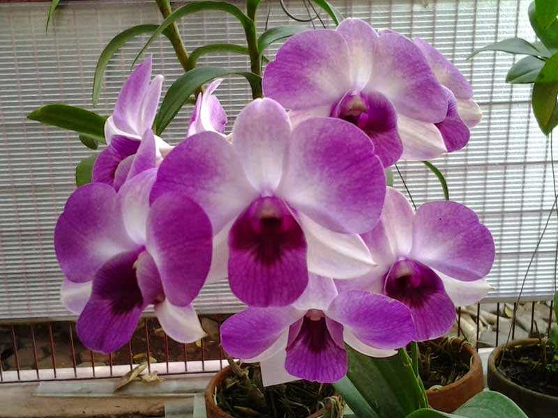 Cara Merawat dan Menanam Bunga Anggrek | Petani Indonesia