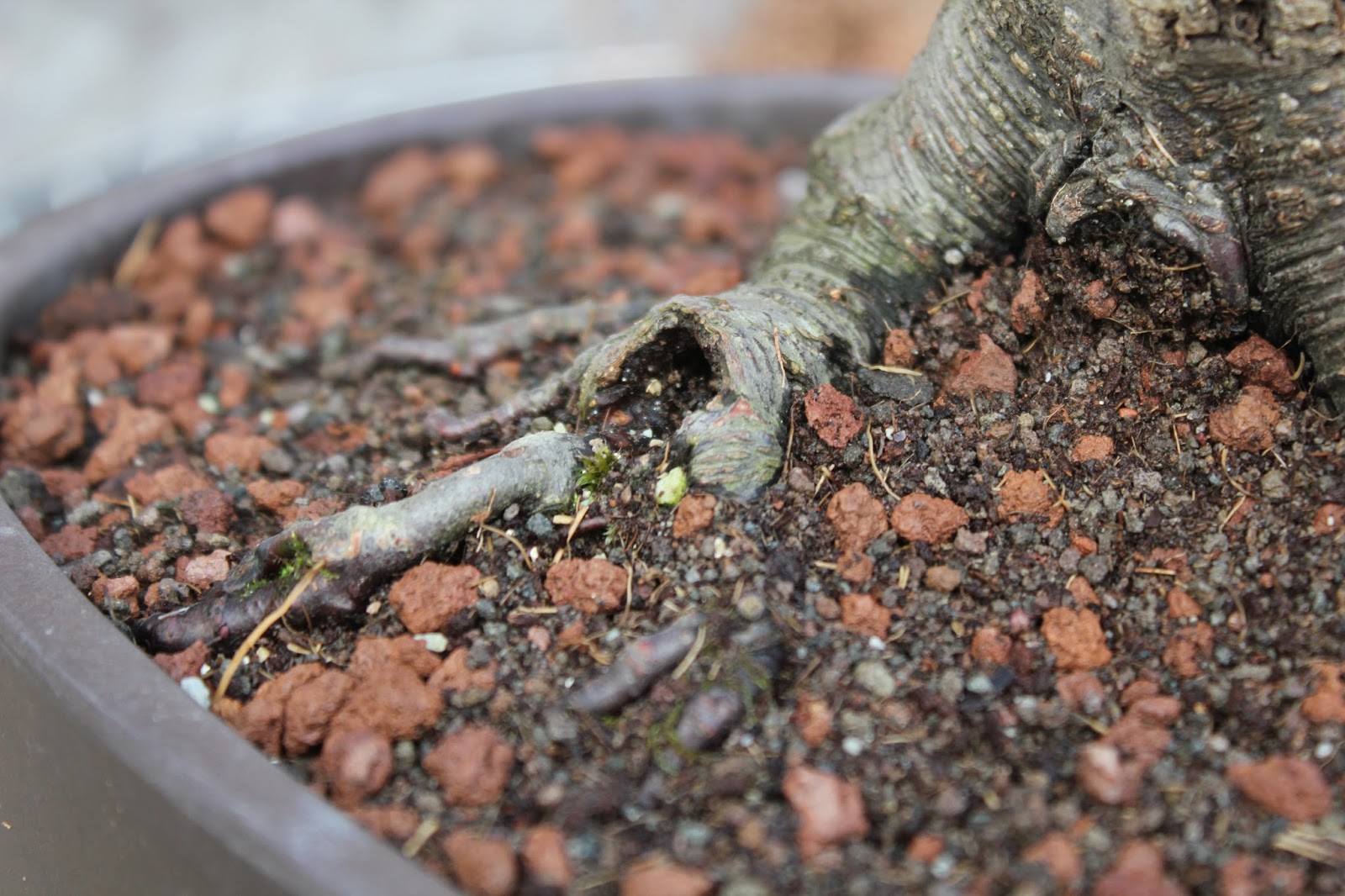 Bonsai en Bogen: Silver Birch roots