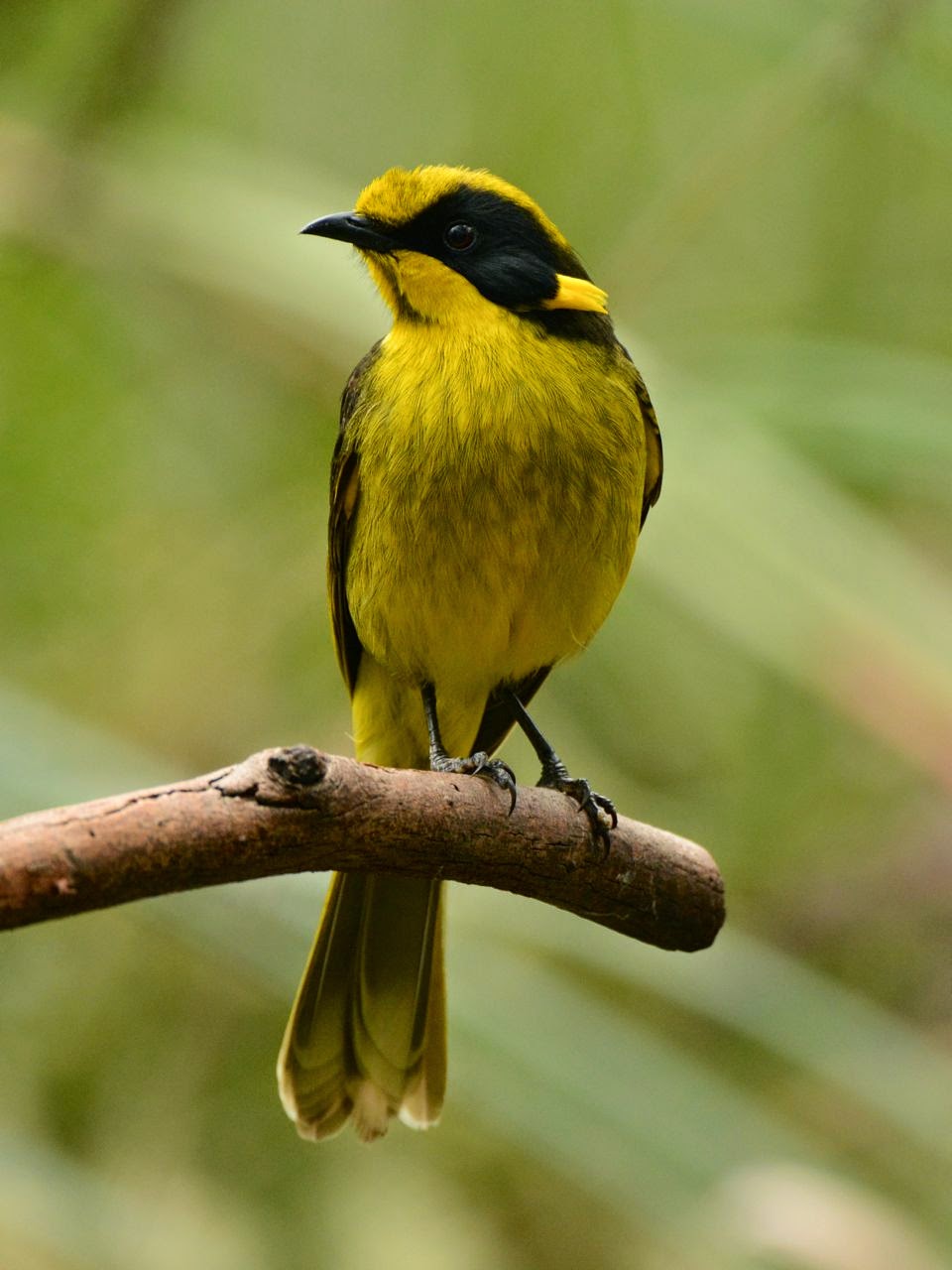 Friends of the Helmeted Honeyeater: September 2014