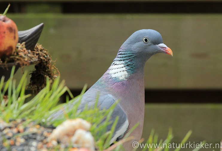 De Houtduiven zijn in lentestemming