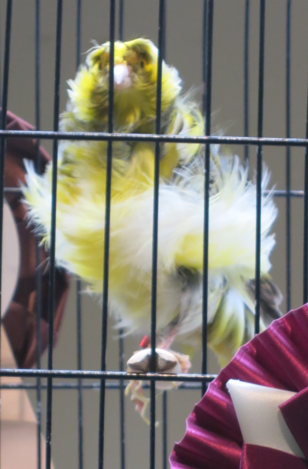 Canary Tales: Breeding Better Looking Birds Part 2 Feather Type - Buff ...