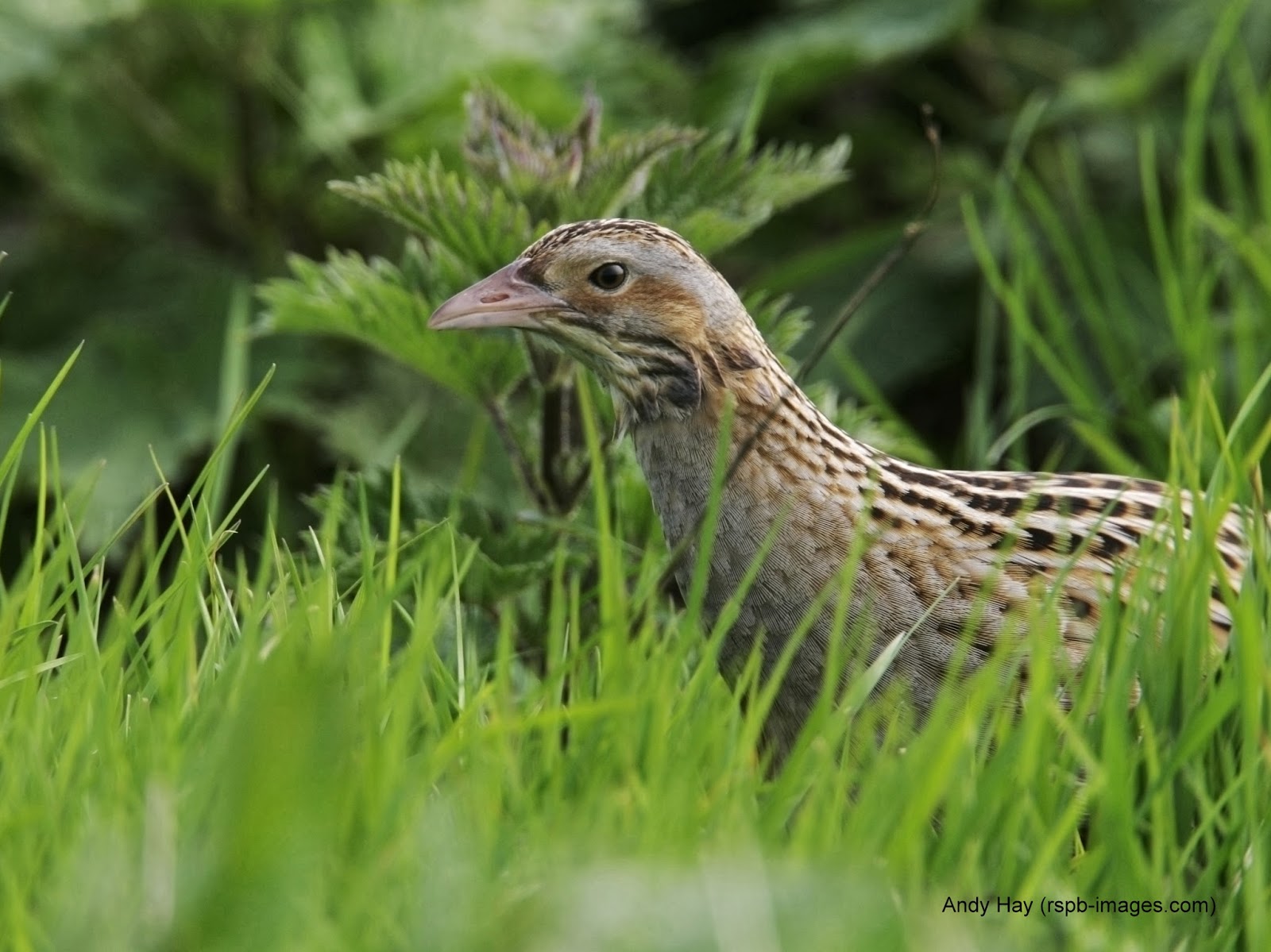 nibirds: Corncrake makes its north coast comeback!