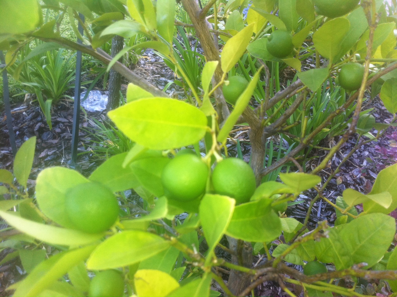 Growing Editable Container Plants in Central Florida: Introducing ...