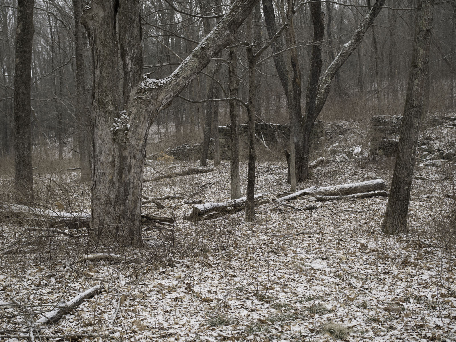 Working Pictures: Light Snow, Cold Woods