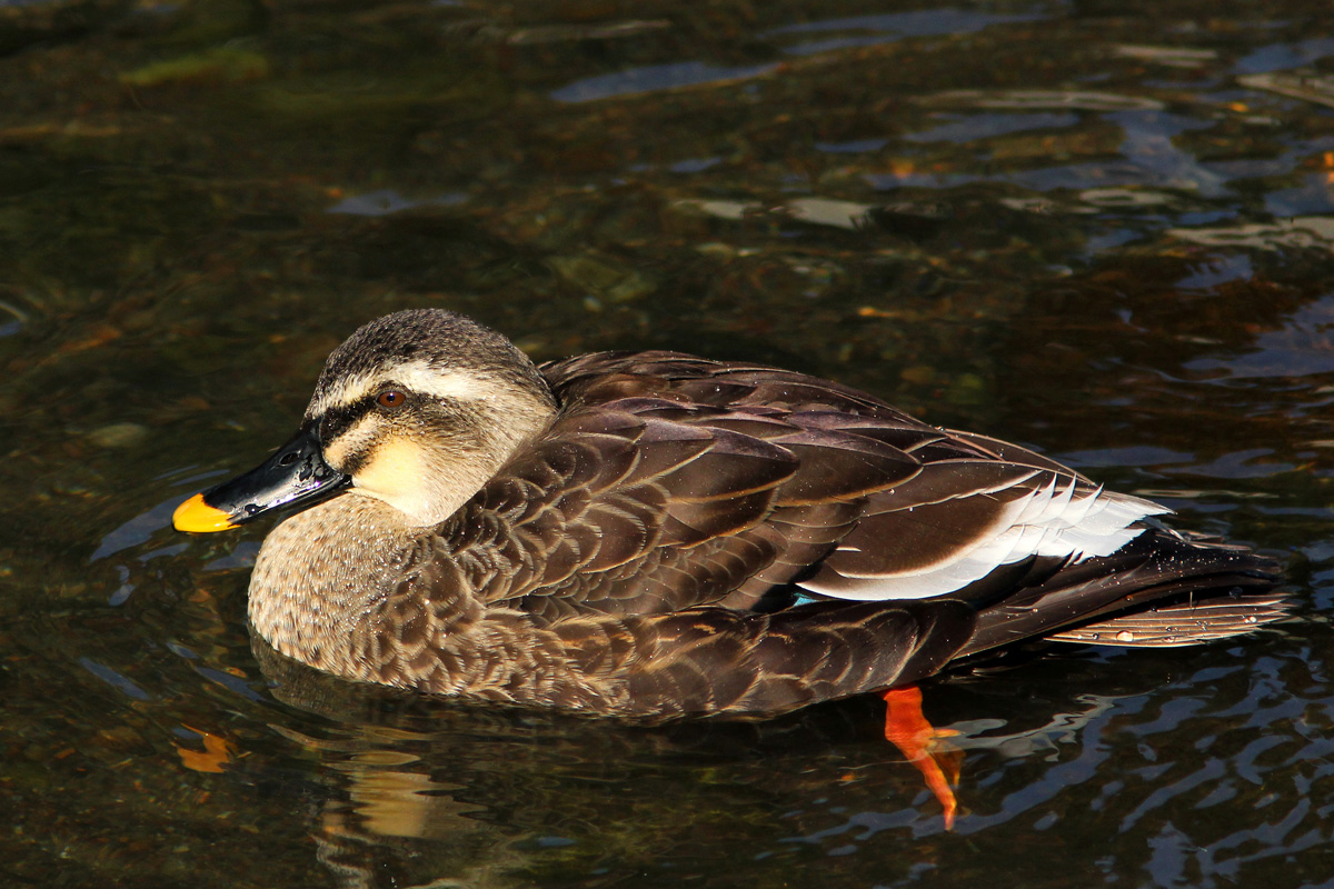 Unravel: Chinese Spot-billed Ducks