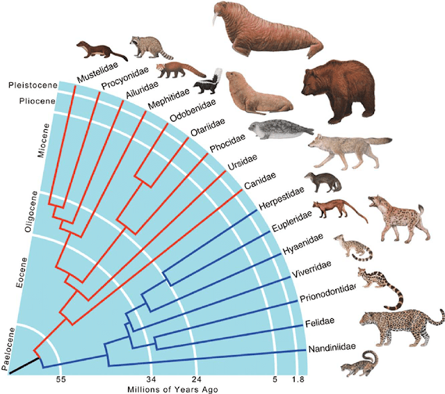 Abe's Animals: Carnivorous mammal family tree
