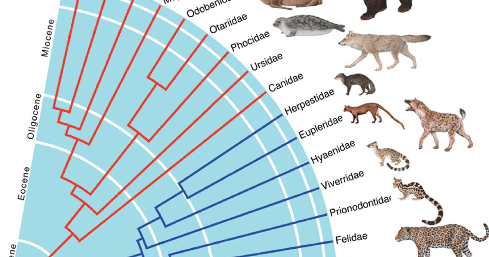 Abe's Animals: Carnivorous mammal family tree