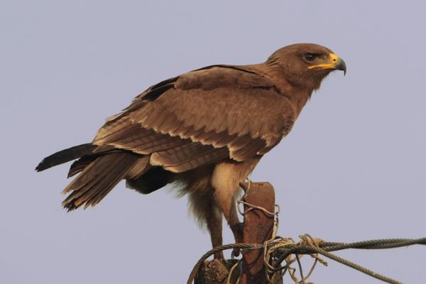 Wild Life Animal: Indian Spotted Eagle a Large Bird