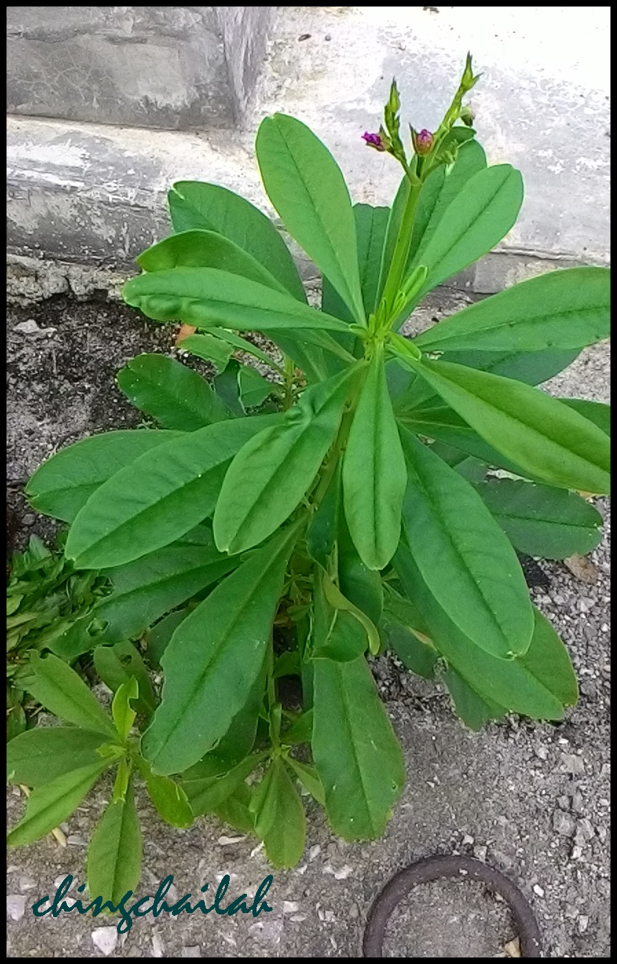 Simple Living In Nancy: Growing Jawa Ginseng In My Garden.