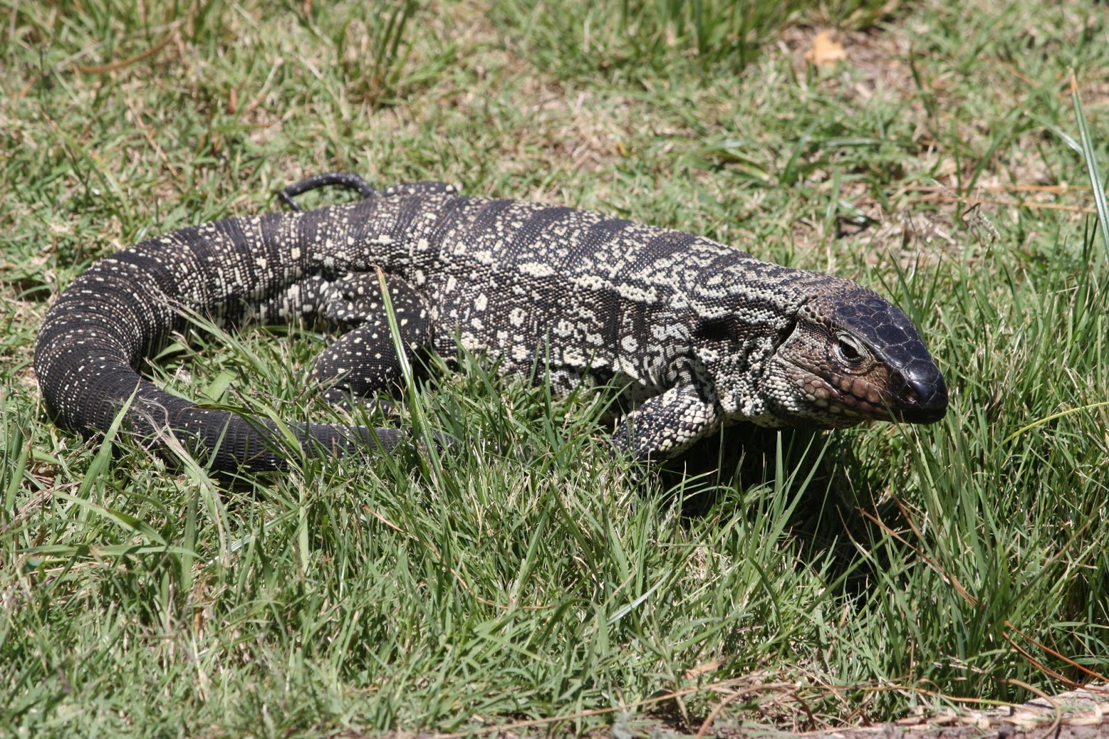 UNA FOTO - UNA HISTORIA: LAGARTO OVERO