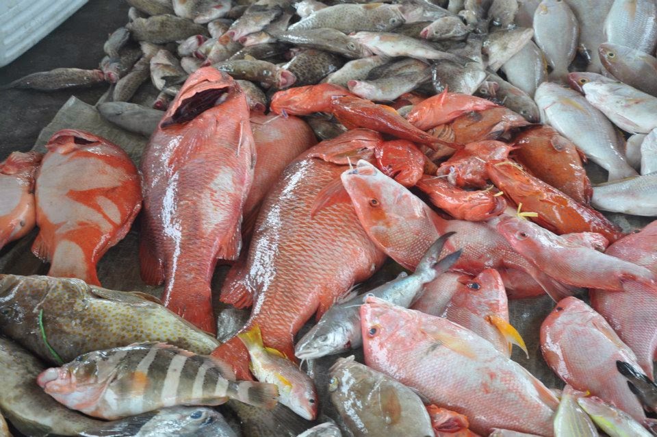 MALAYSIAN FISH HUNTER: Kenali & Cara-cara memancing ikan Merah