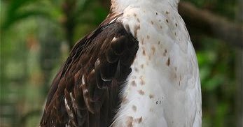 Tierra de águilas, halcones, aguiluchos y otras rapaces: Águila de ...
