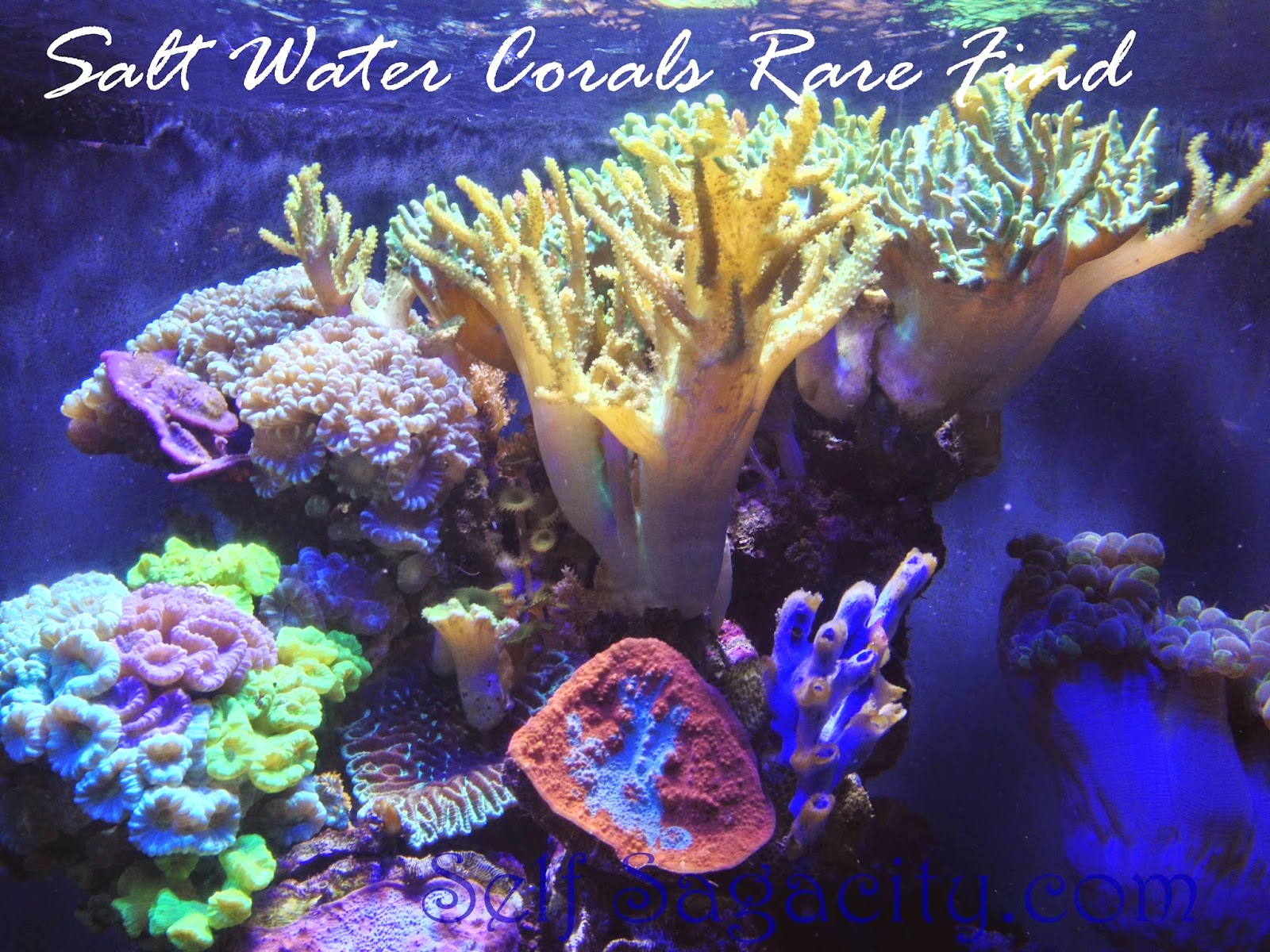 Salt Water Corals in Brilliant Colors