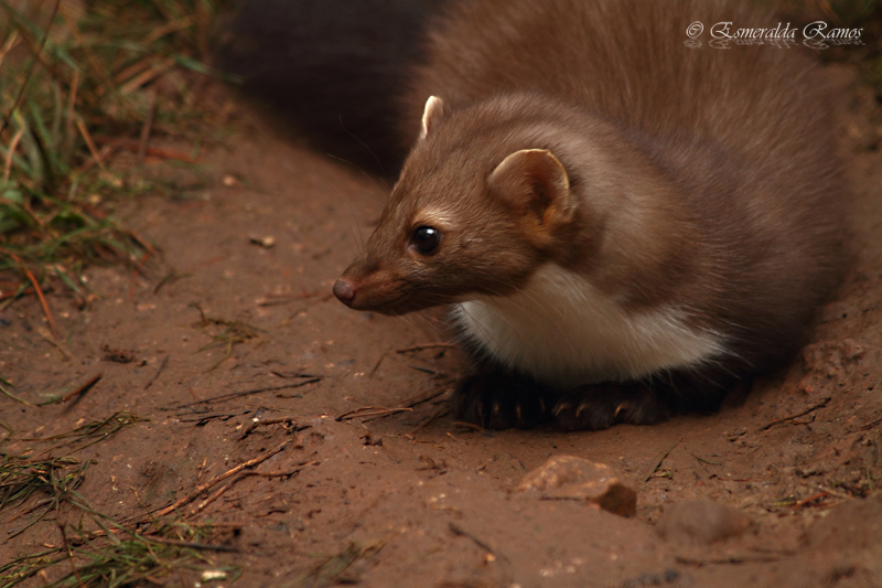 Cuaderno de campo. Rastros e indicios de fauna: "La" o "el" fisgón ...