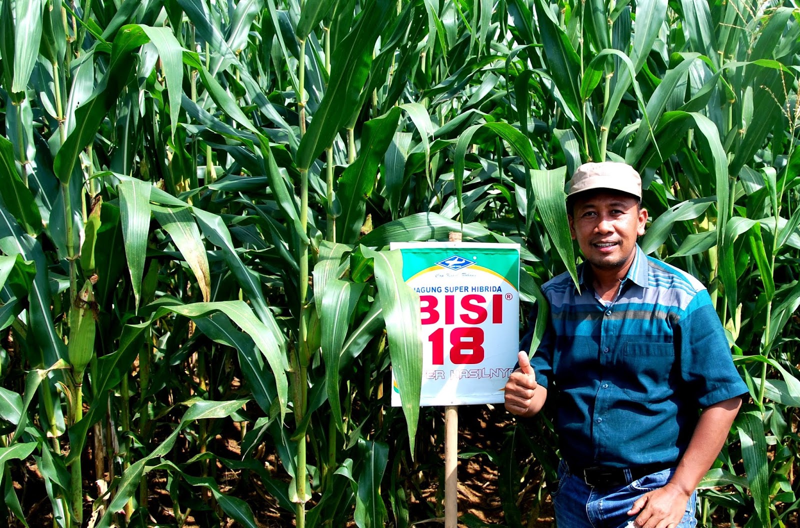 Jagung BISI 18 selalu disuka petani karena produksinya ~ Suarasindangsari